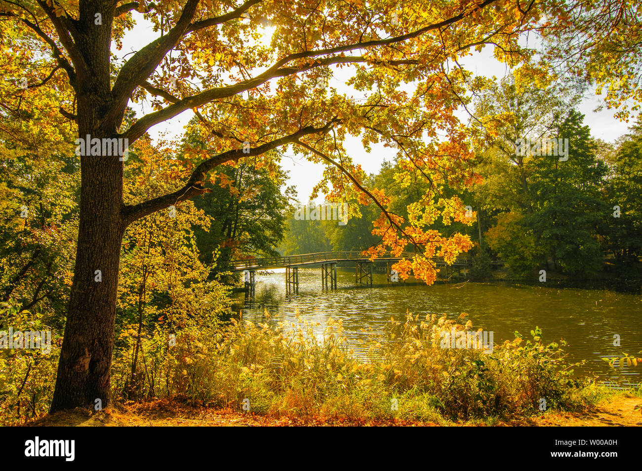Beautiful fall landscape with yellow trees, bridge and river Stock ...