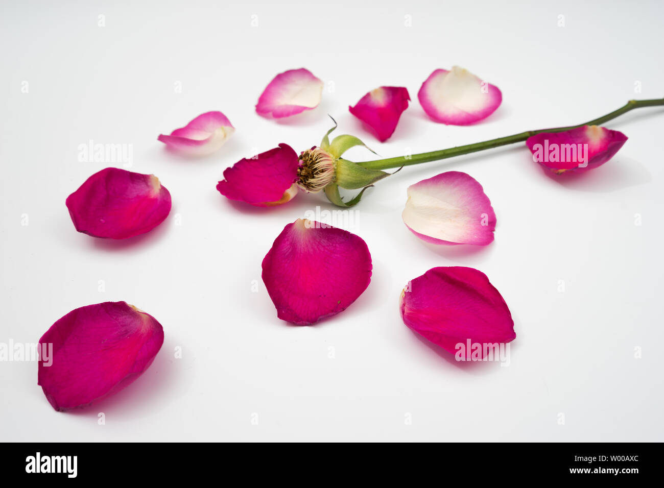 Romantic Rose Pedals High Resolution Stock Photography and Images - Alamy
