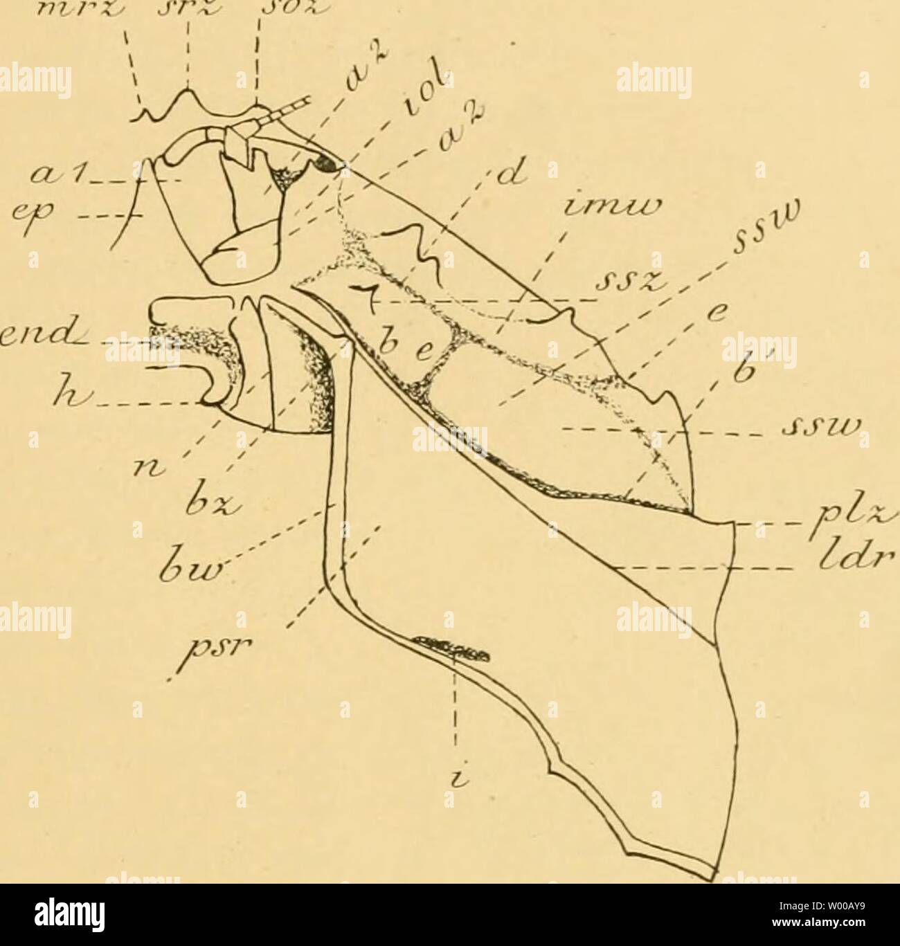 Archive image from page 20 of Die Decapoda Brachyura der Siboga ...