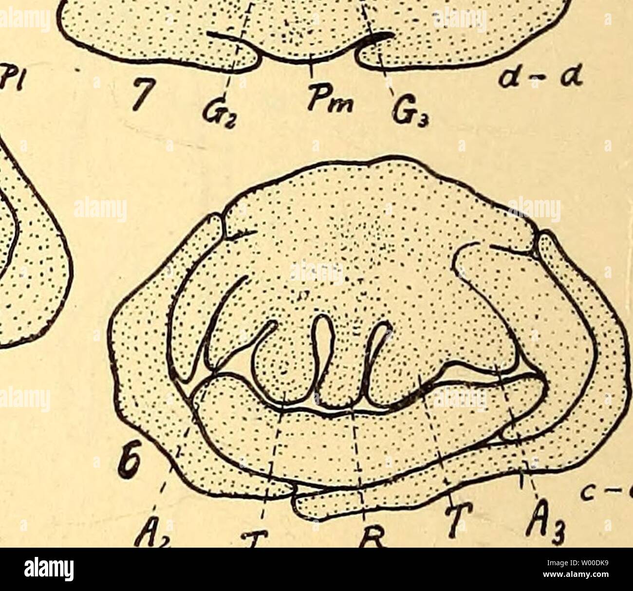Archive image from page 25 of Die Entwicklung der generativen Organe ...