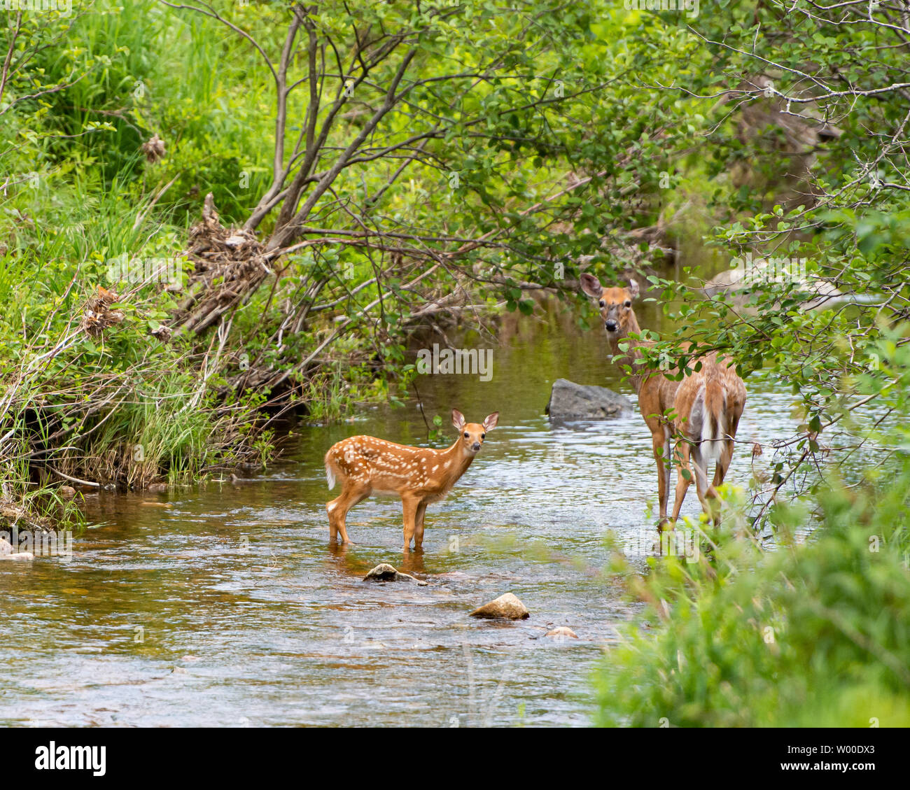 A whitetail deer fawn, Odocoileus virginianus, standing in a small ...