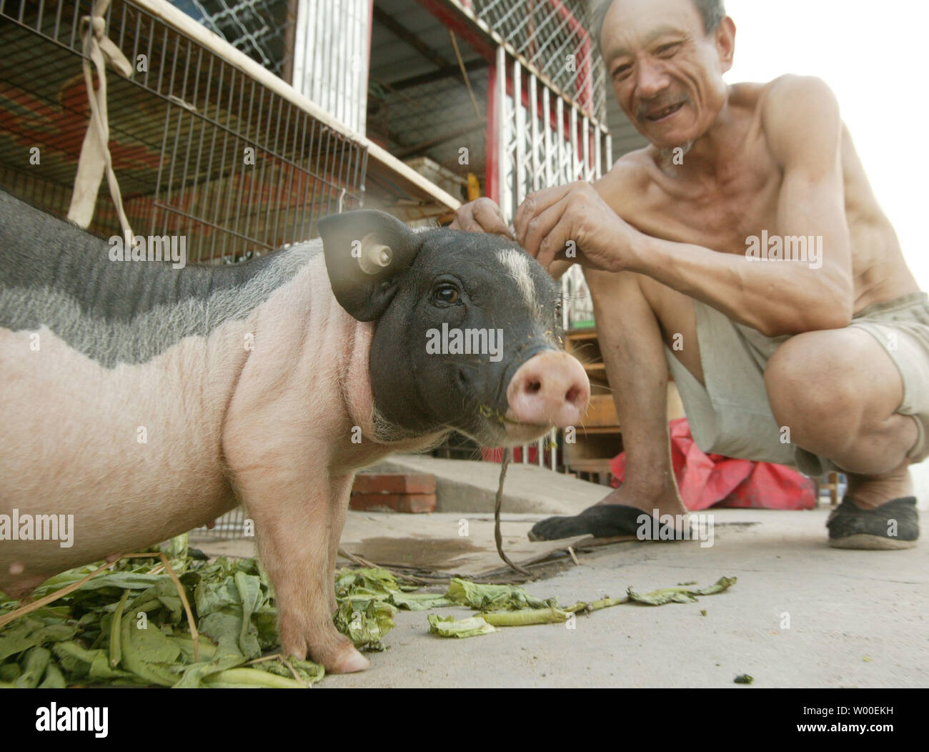 Chinese pot bellied pig hi-res stock photography and images - Alamy