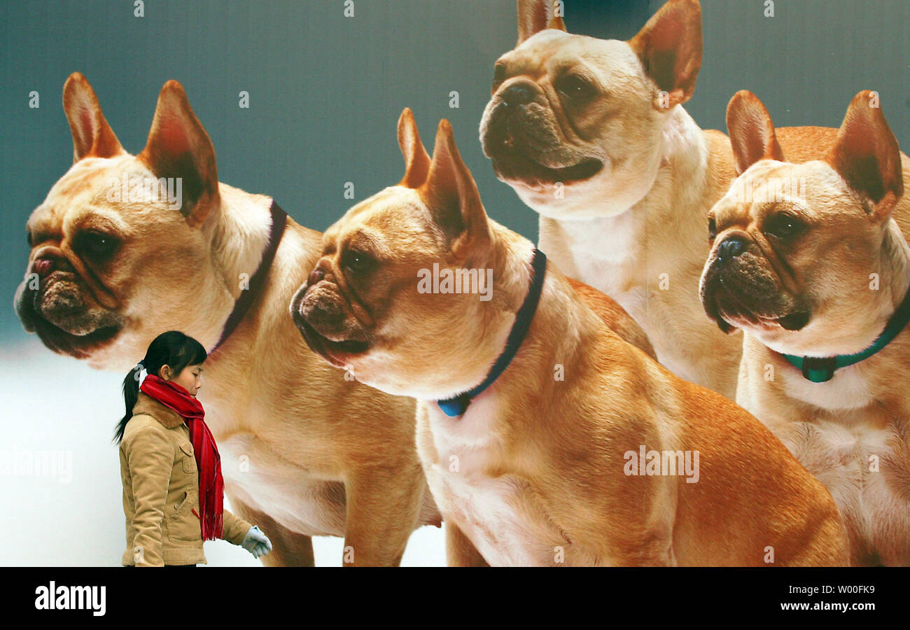Many pugs hi-res stock photography and images - Alamy