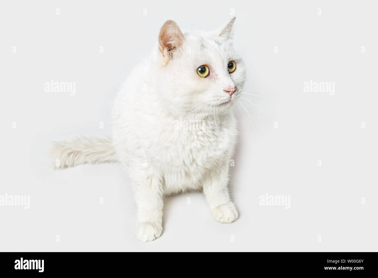 Cute cat and dog, cutest pet, our friend Stock Photo - Alamy