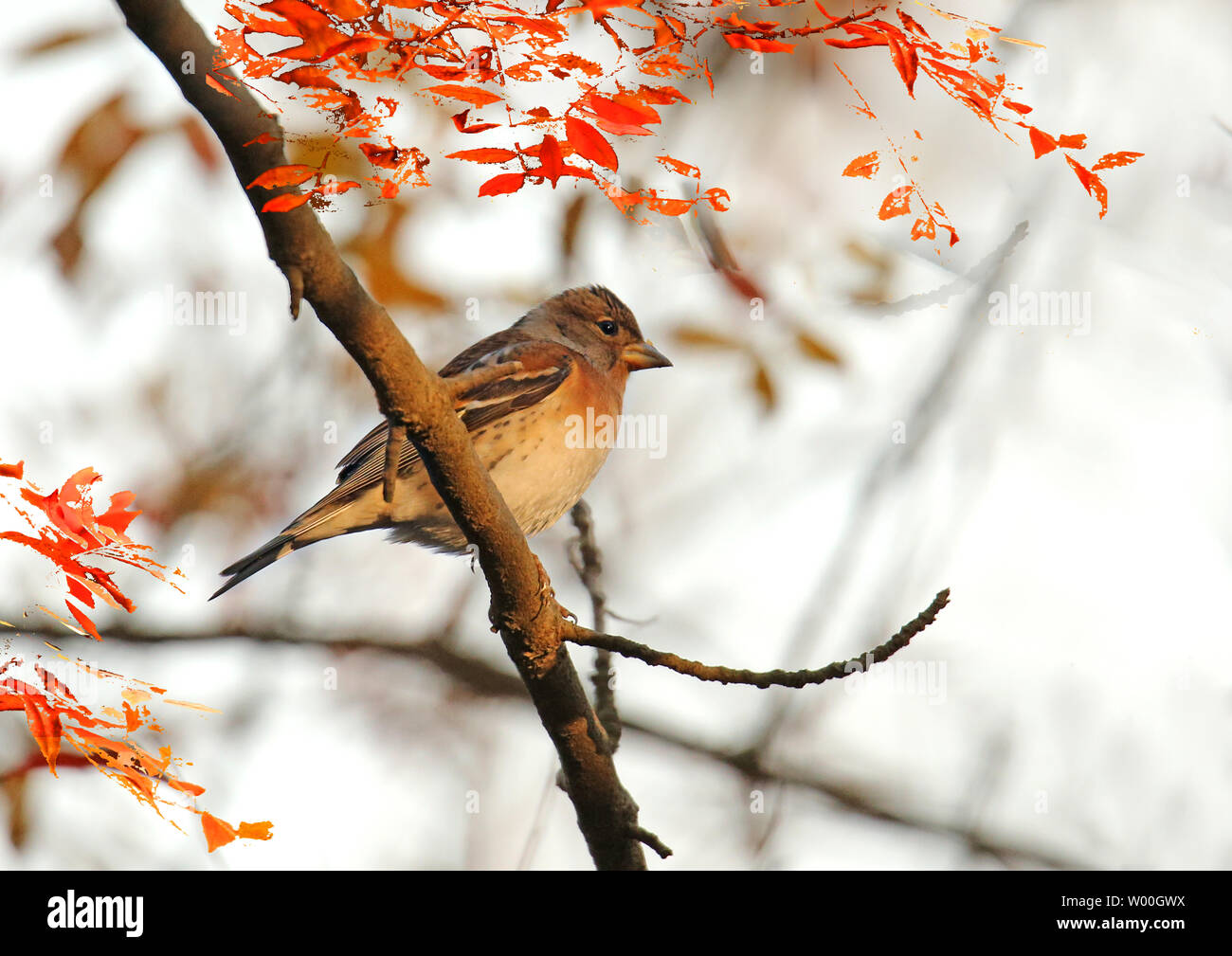 Songbirds and flowers and group hi-res stock photography and images - Alamy