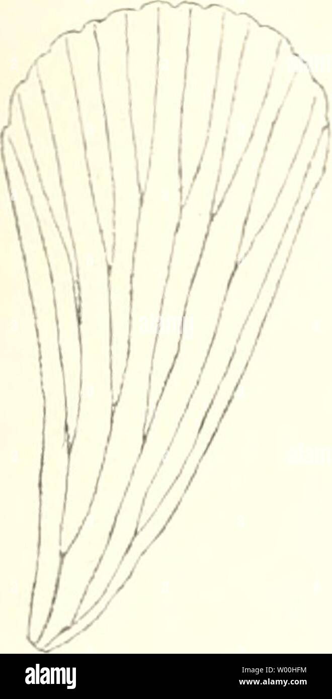 Archive image from page 32 of Die Flora des Rothliegenden im Stock ...