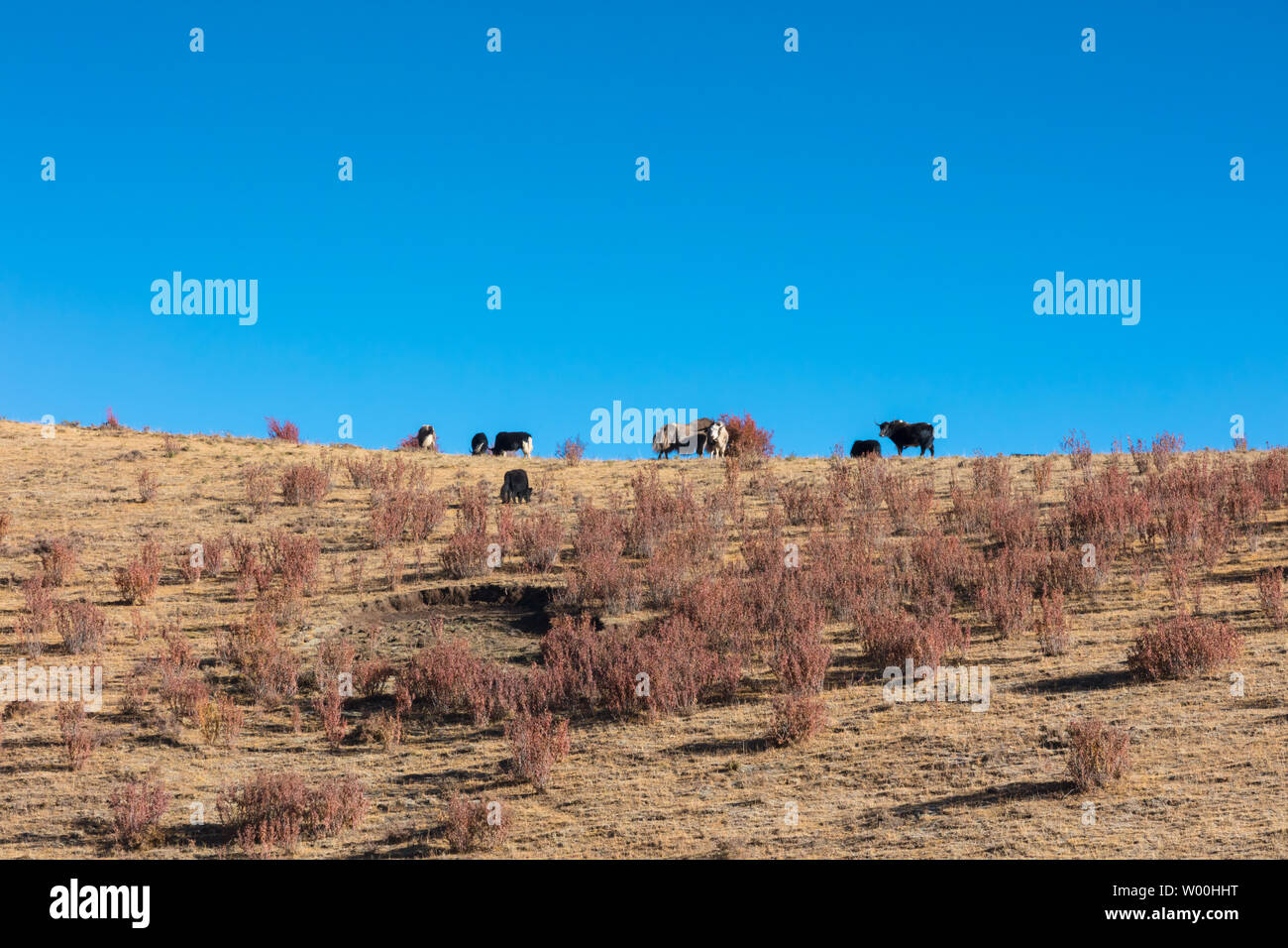 Autumn in Sangji County, Shannan City, Tibet Stock Photo - Alamy