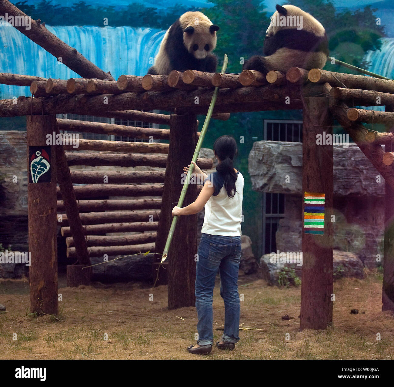 A zoo worker feeds rescued pandas from Sichuan Province, which was ...