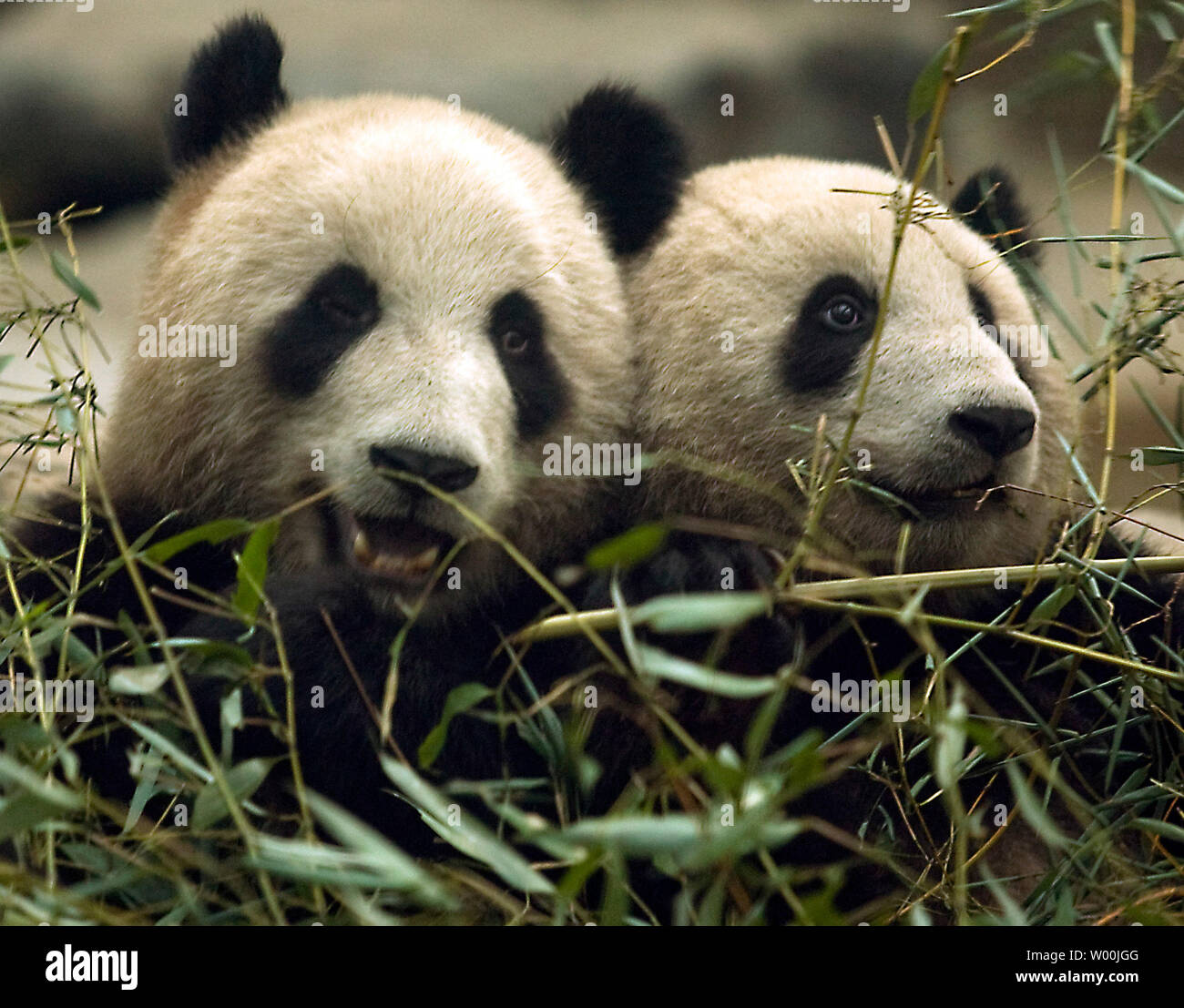 Rescued pandas from Sichuan Province, which was recently devastated by ...