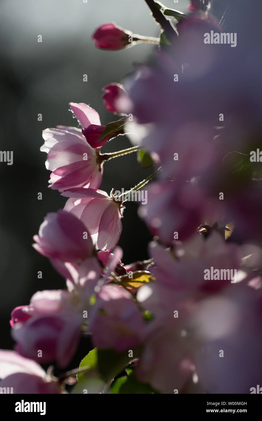 A group of spring flowers Stock Photo - Alamy
