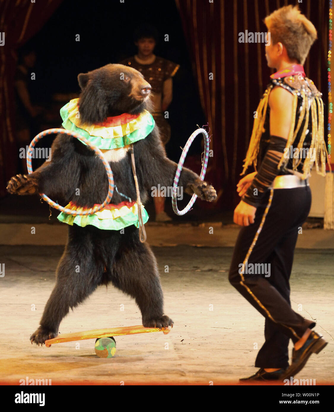 Chinese animal trainers perform with bears in a Russian circus in ...