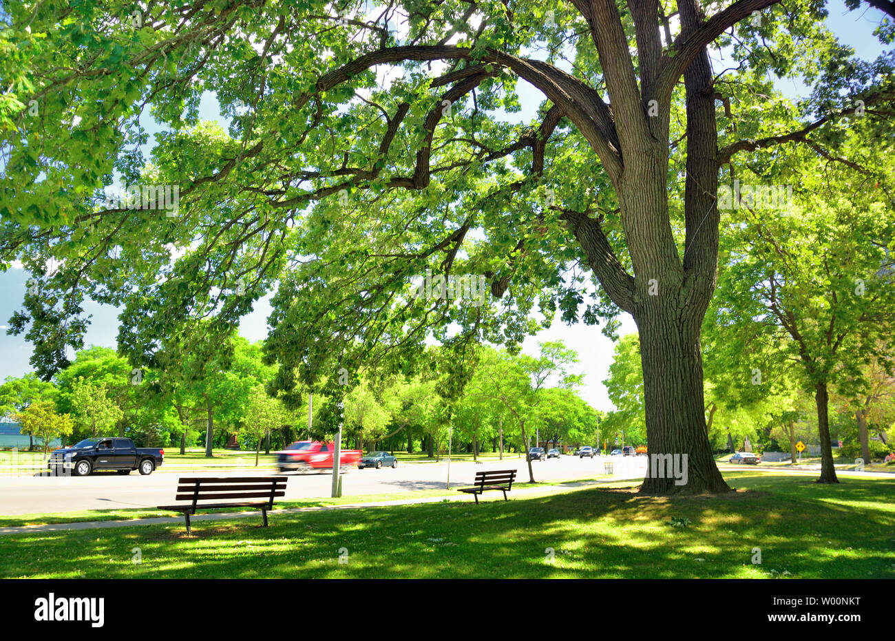 Big tree in the city hi-res stock photography and images - Alamy