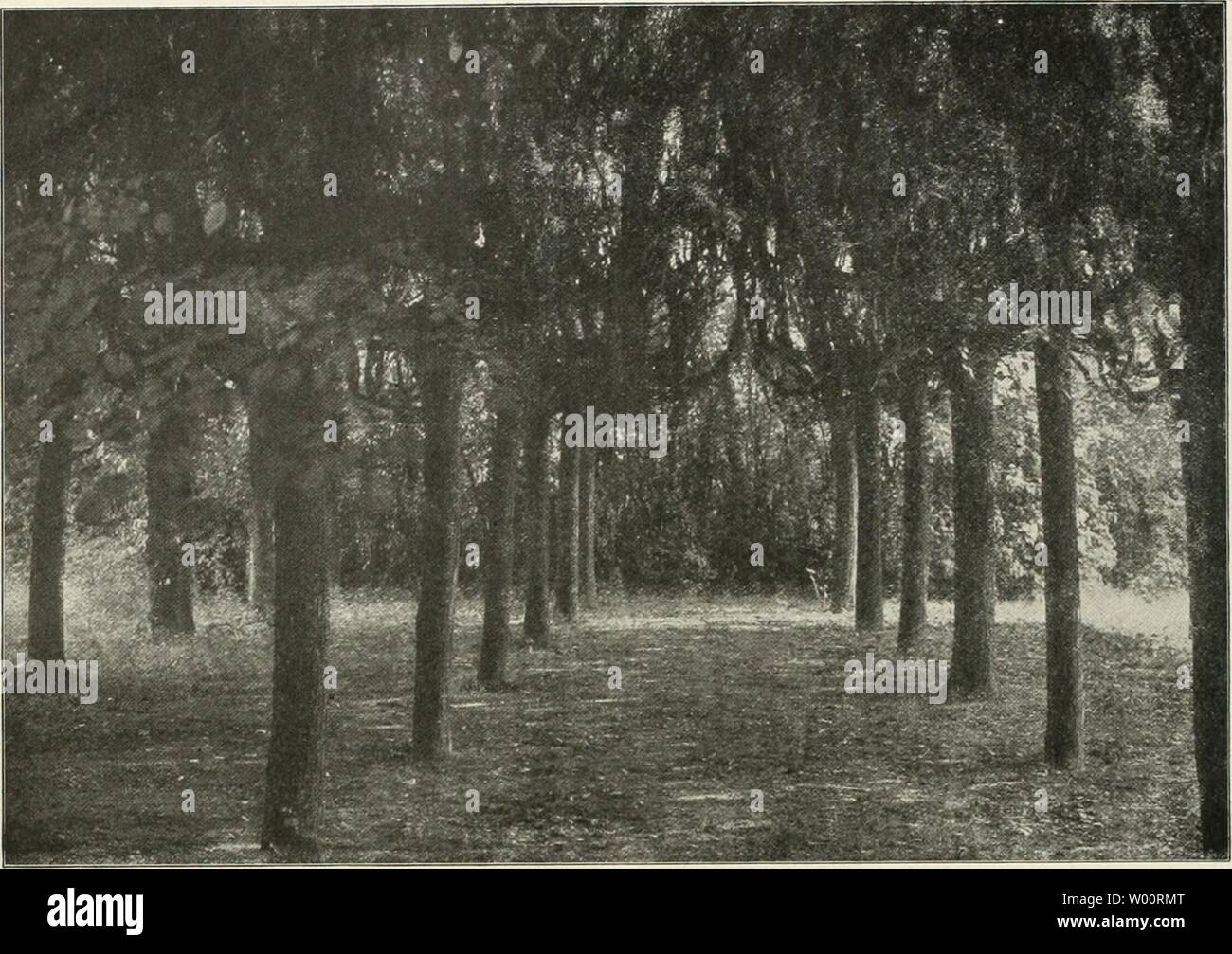 Archive image from page 43 of Die Gartenkunst (1899). Die Gartenkunst ...