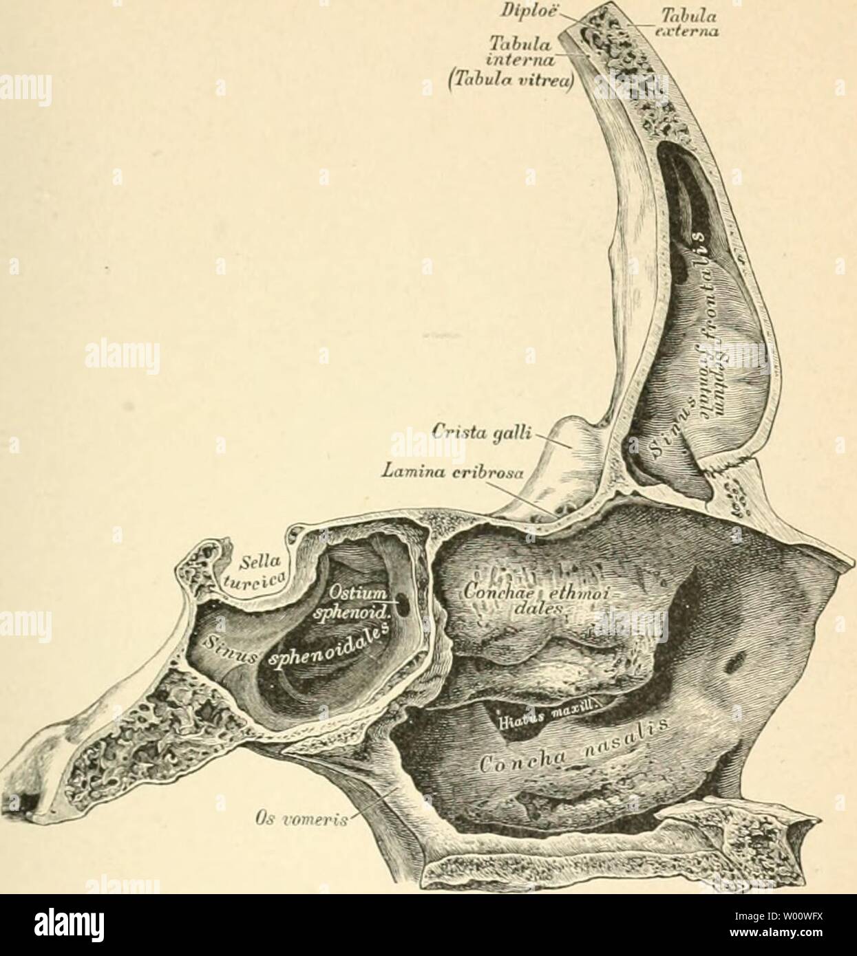 Archive image from page 48 of Die descriptive und topographische ...