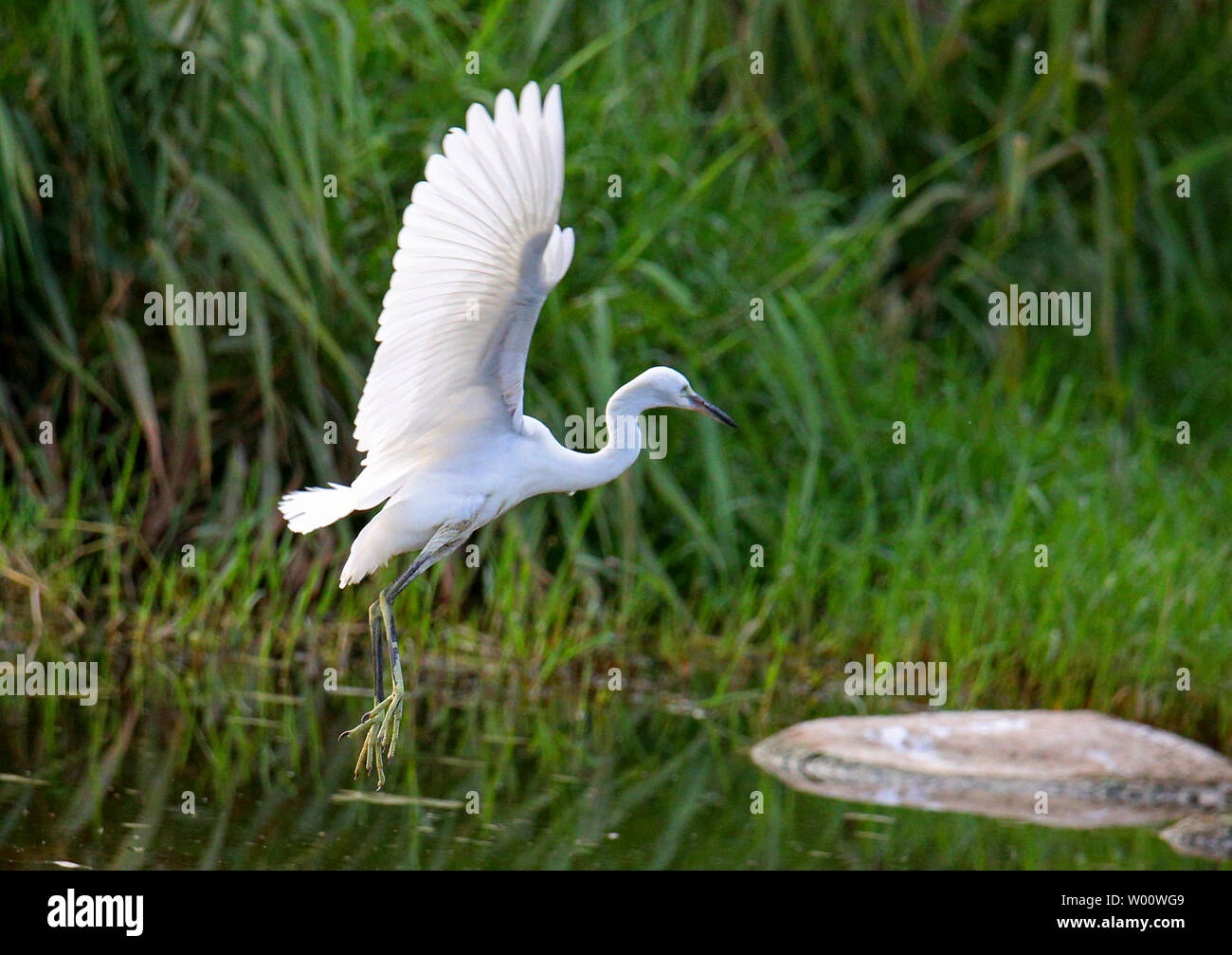 Group of egrets hi-res stock photography and images - Alamy