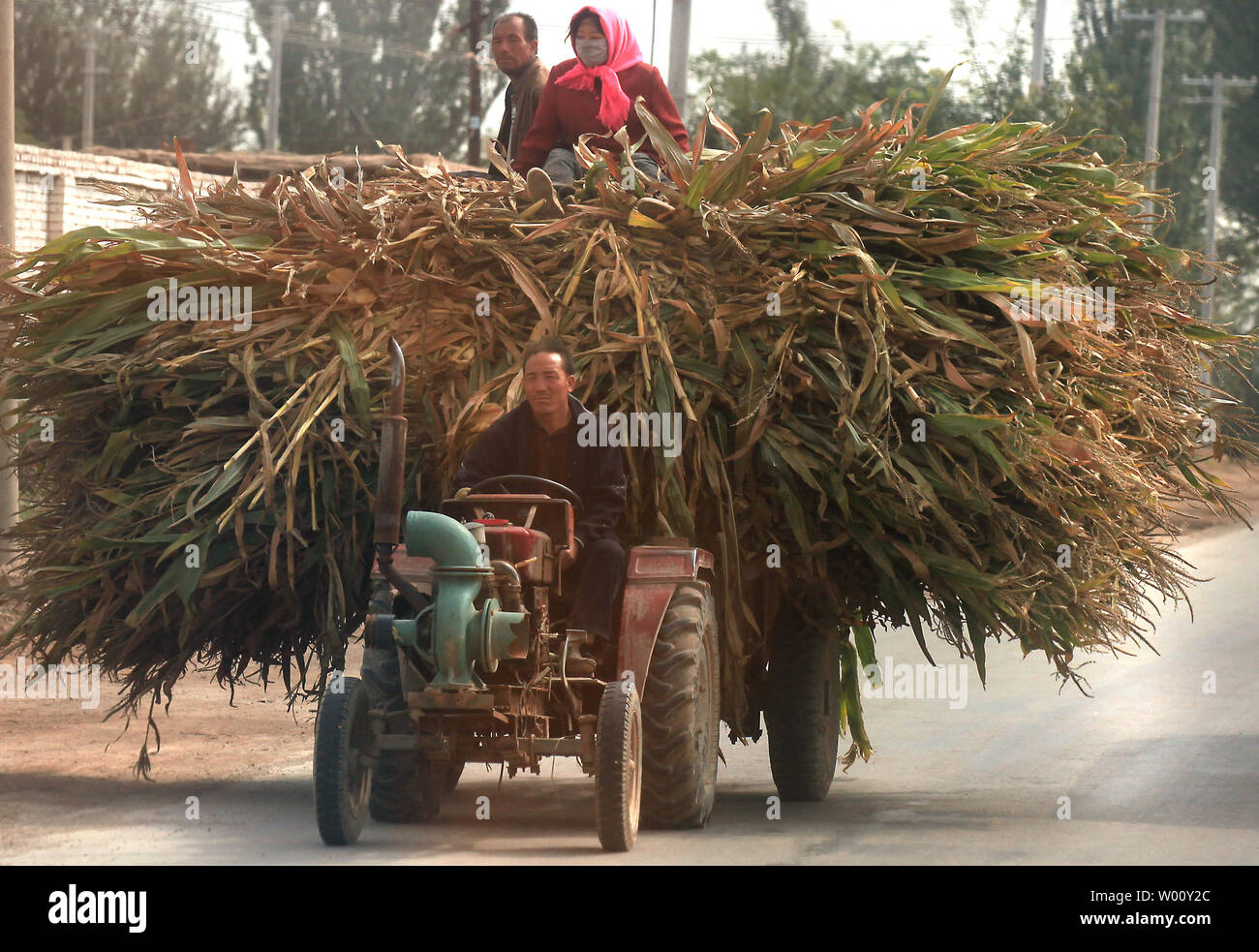 Poor rural farmers collect already harvested corn stalks near their ...