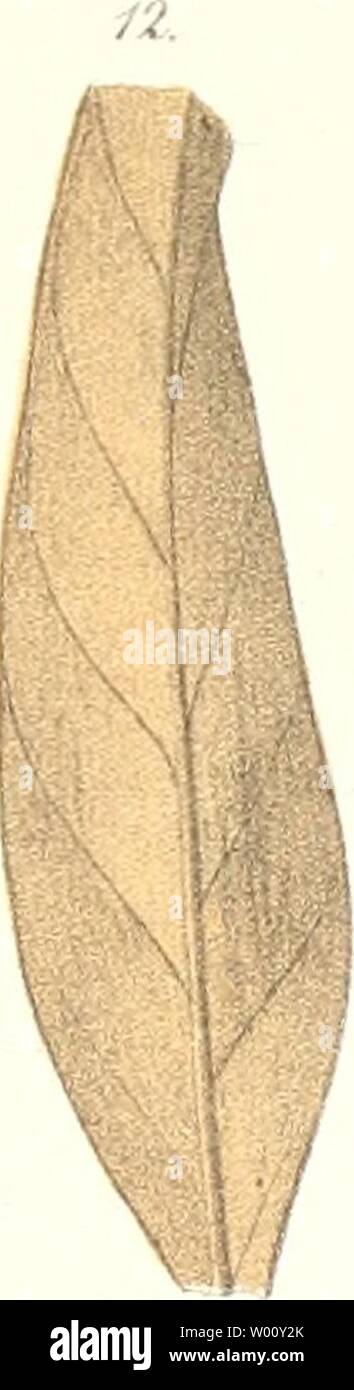 Ilis hi-res stock photography and images - Alamy