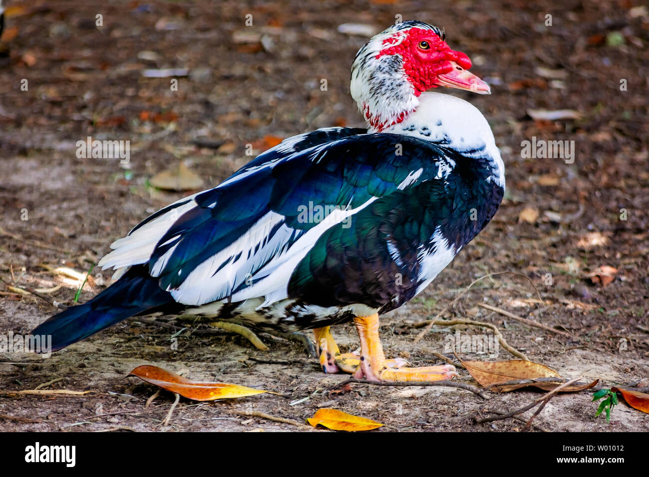 A male Muscovy duck (Cairina moschata) rests beside a pond at Highland ...