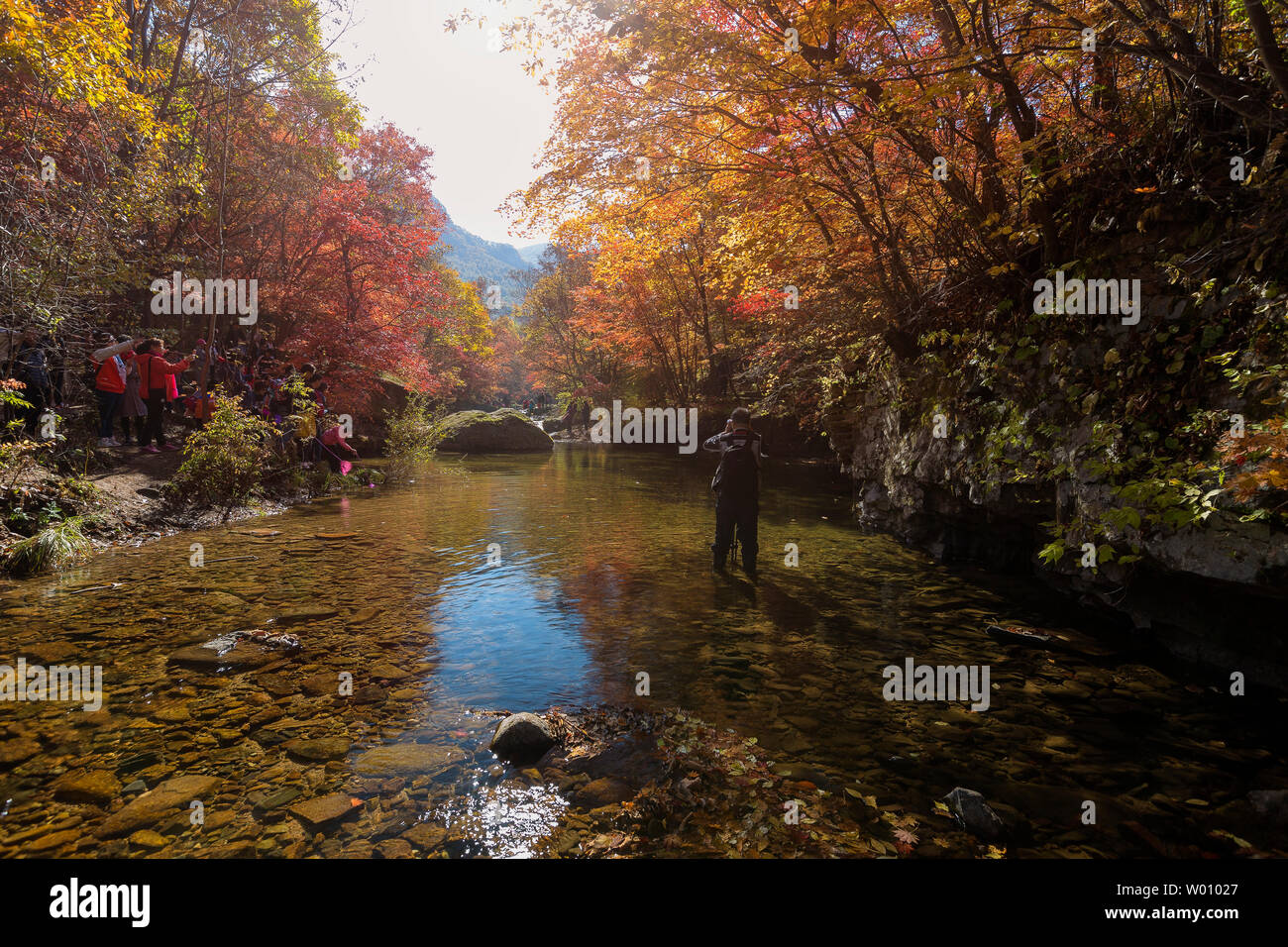 Luxuriant branches and leaves hi-res stock photography and images - Alamy