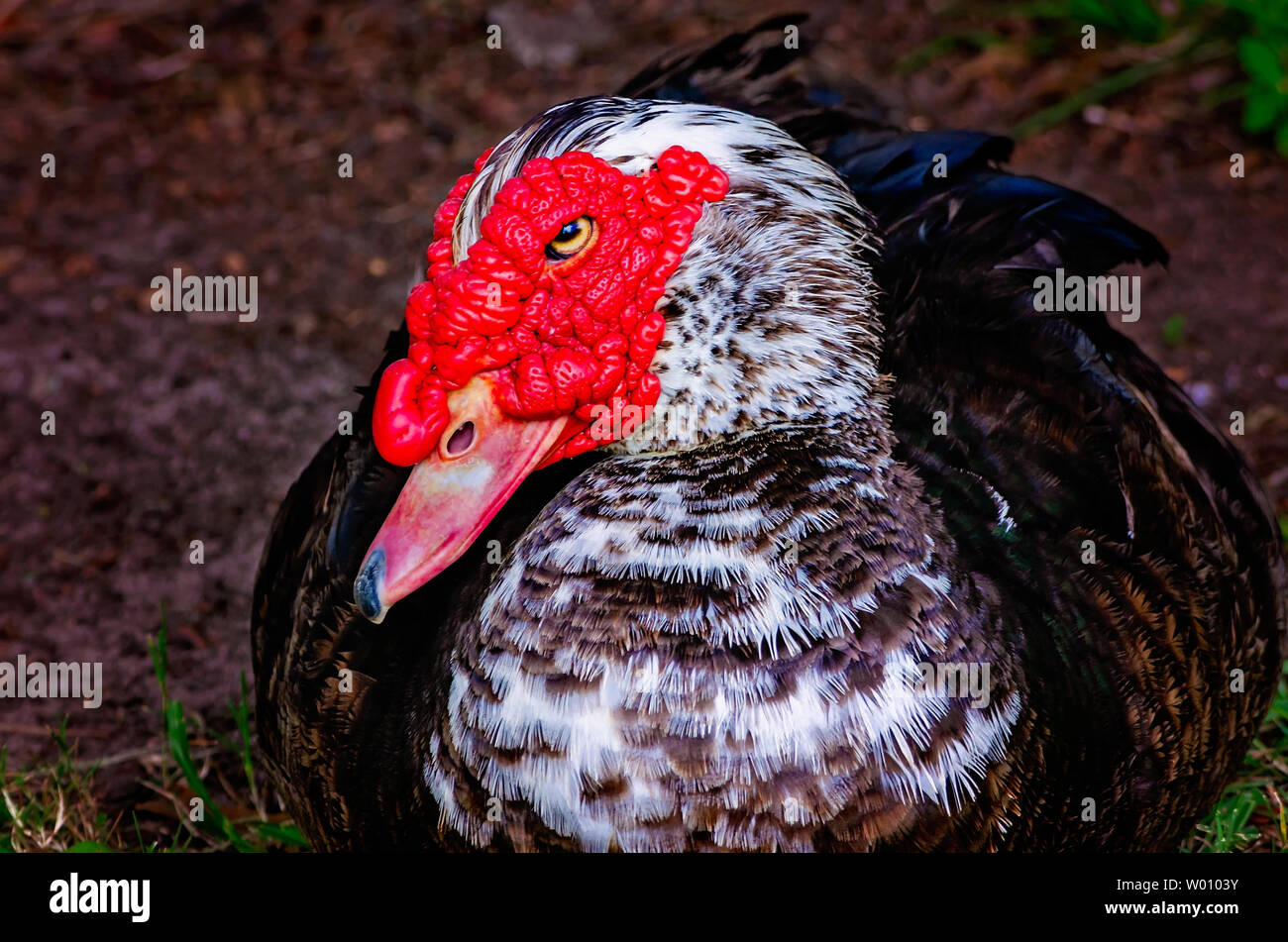 A male Muscovy duck (Cairina moschata) rests beside a pond at Highland ...
