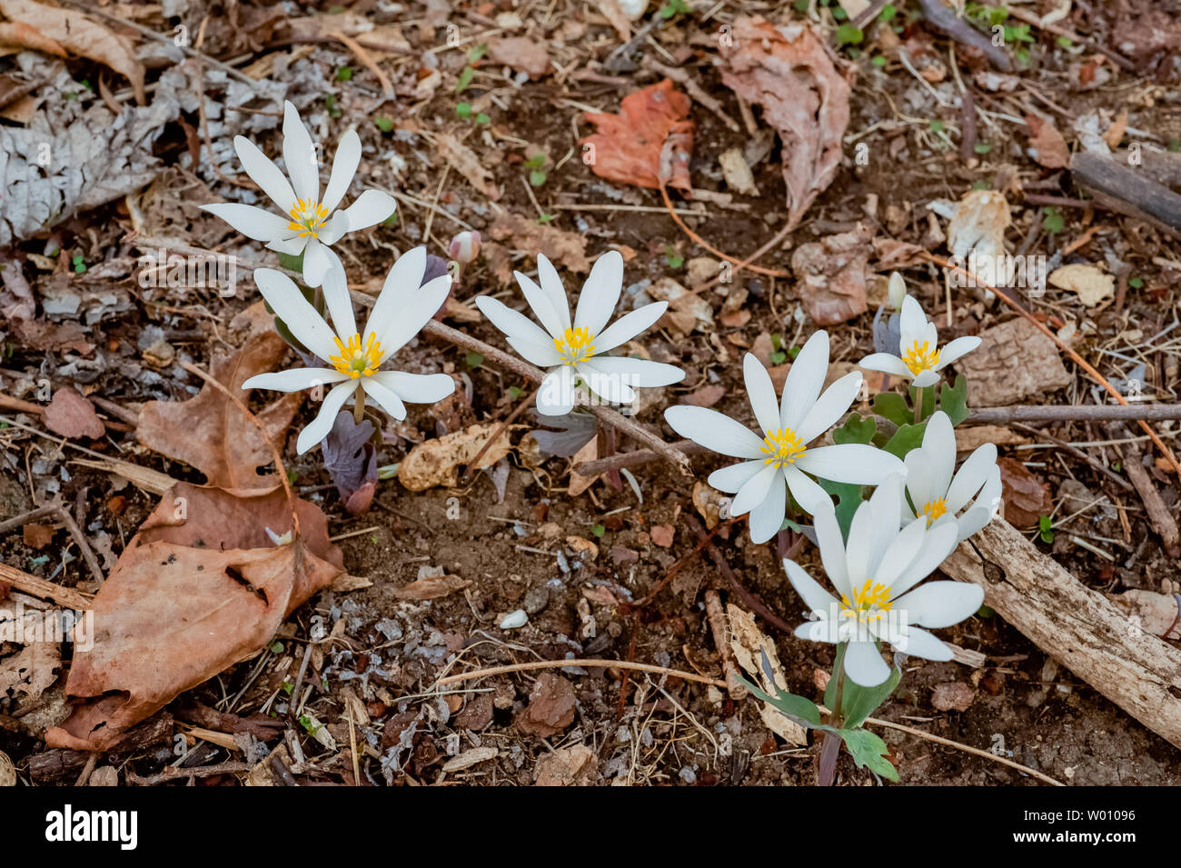 A group of several blooming blood root plants growing wild in the North ...
