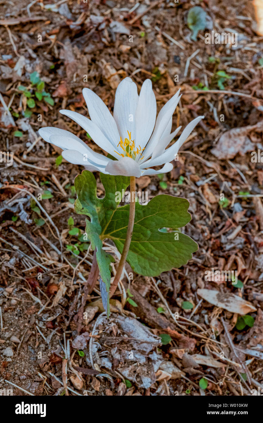 Bloodroot sanguinaria canadensis hi-res stock photography and images ...