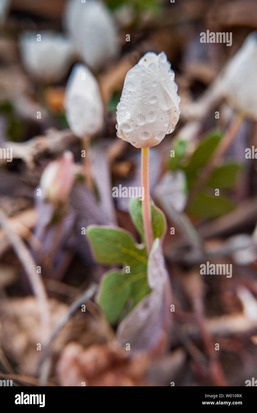 Fresh Blood root bloom before it opens after morning dew in the ...