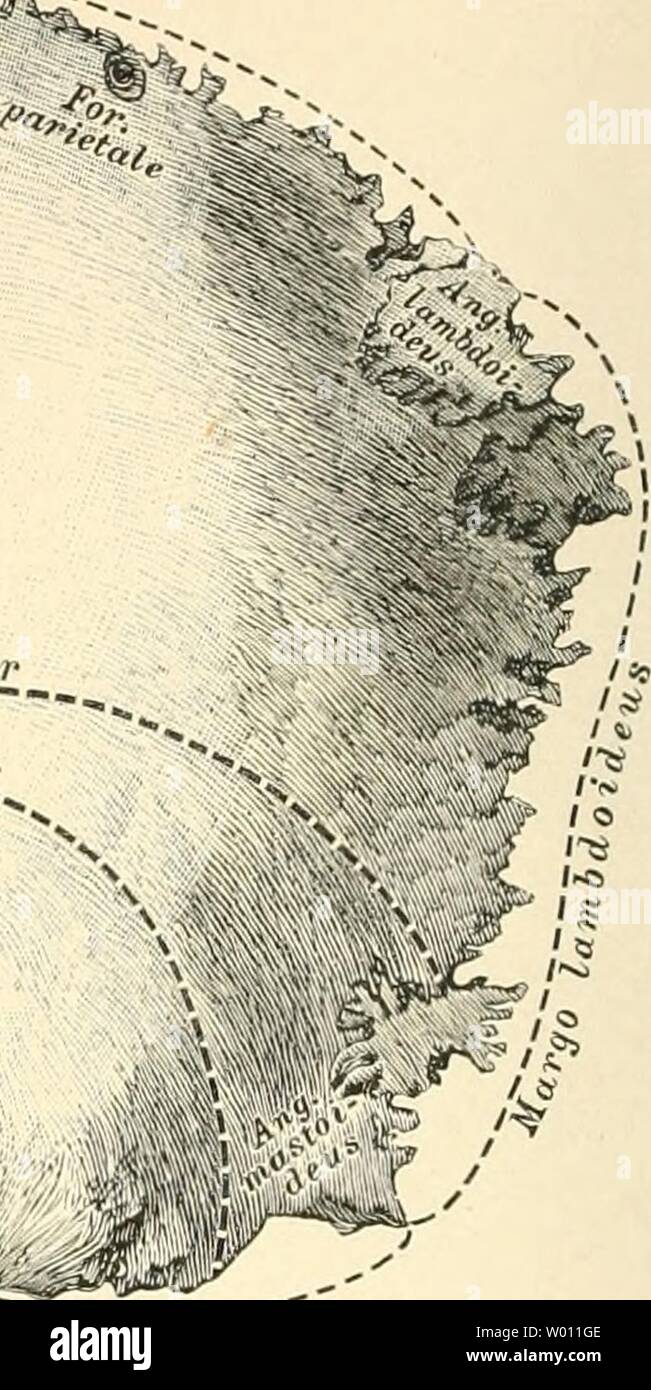 Línea inferior hi-res stock photography and images - Alamy