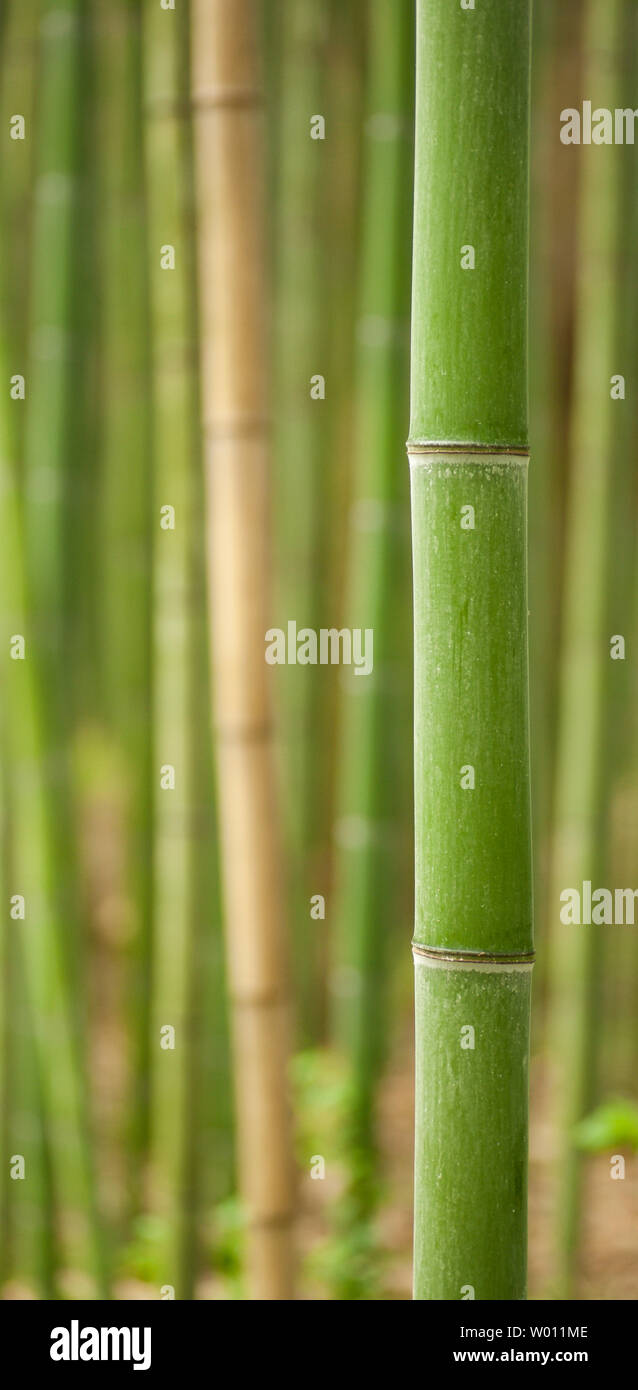 Vertical bamboo hi-res stock photography and images - Alamy