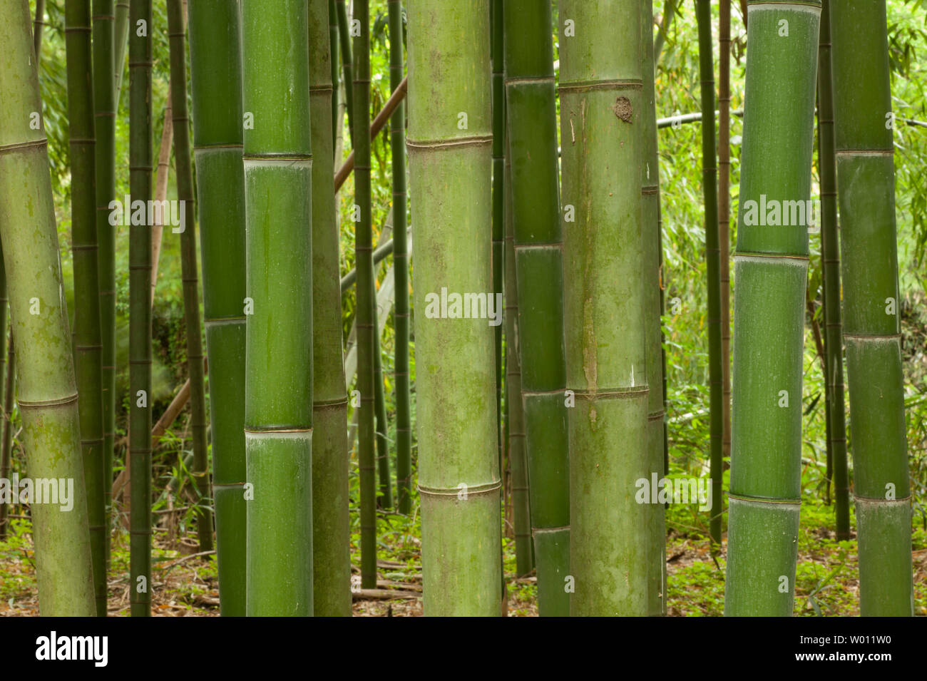 Bamboo stalks closeup hi-res stock photography and images - Alamy