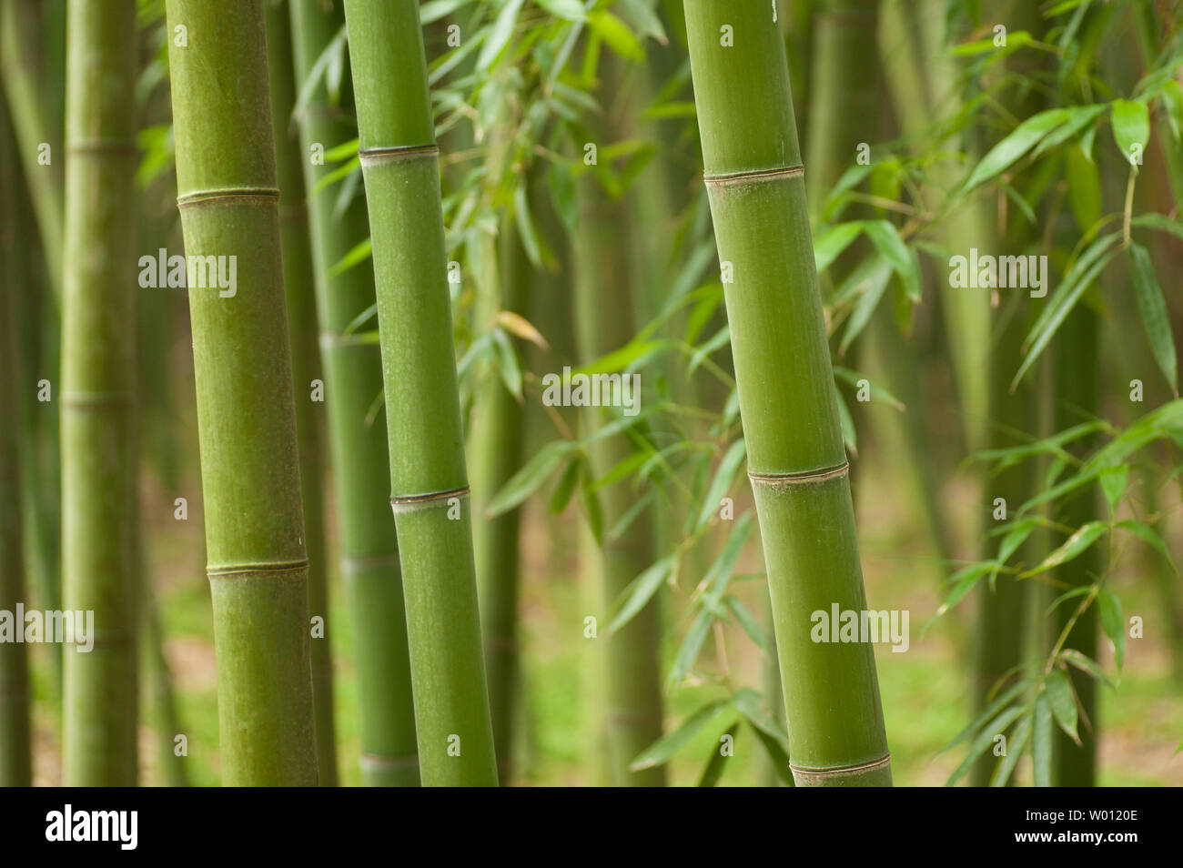 Horizontal bamboo hi-res stock photography and images - Alamy