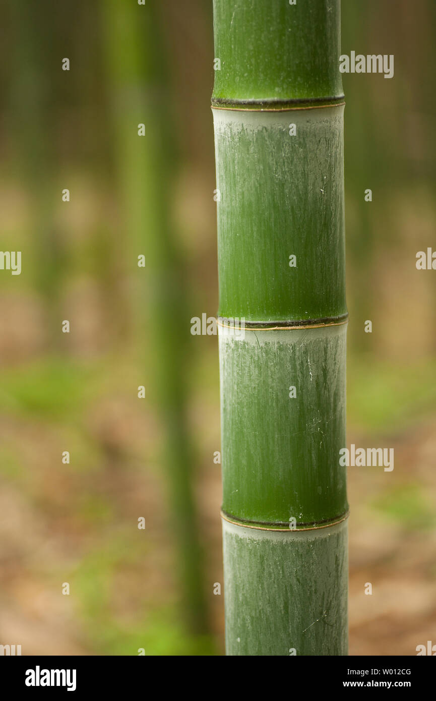 Horizontal bamboo hi-res stock photography and images - Alamy