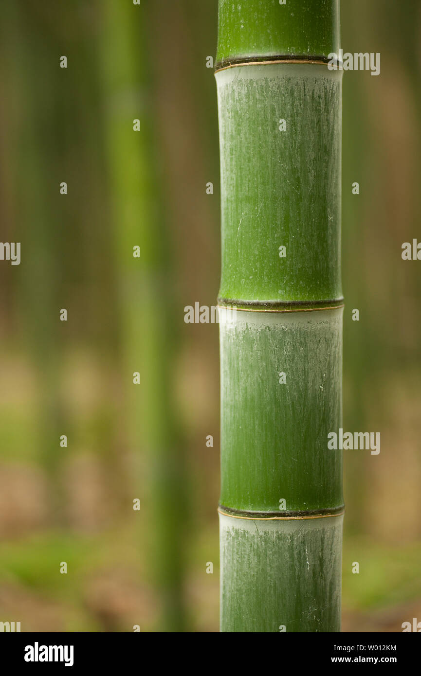 Bamboo stalks closeup hi-res stock photography and images - Alamy