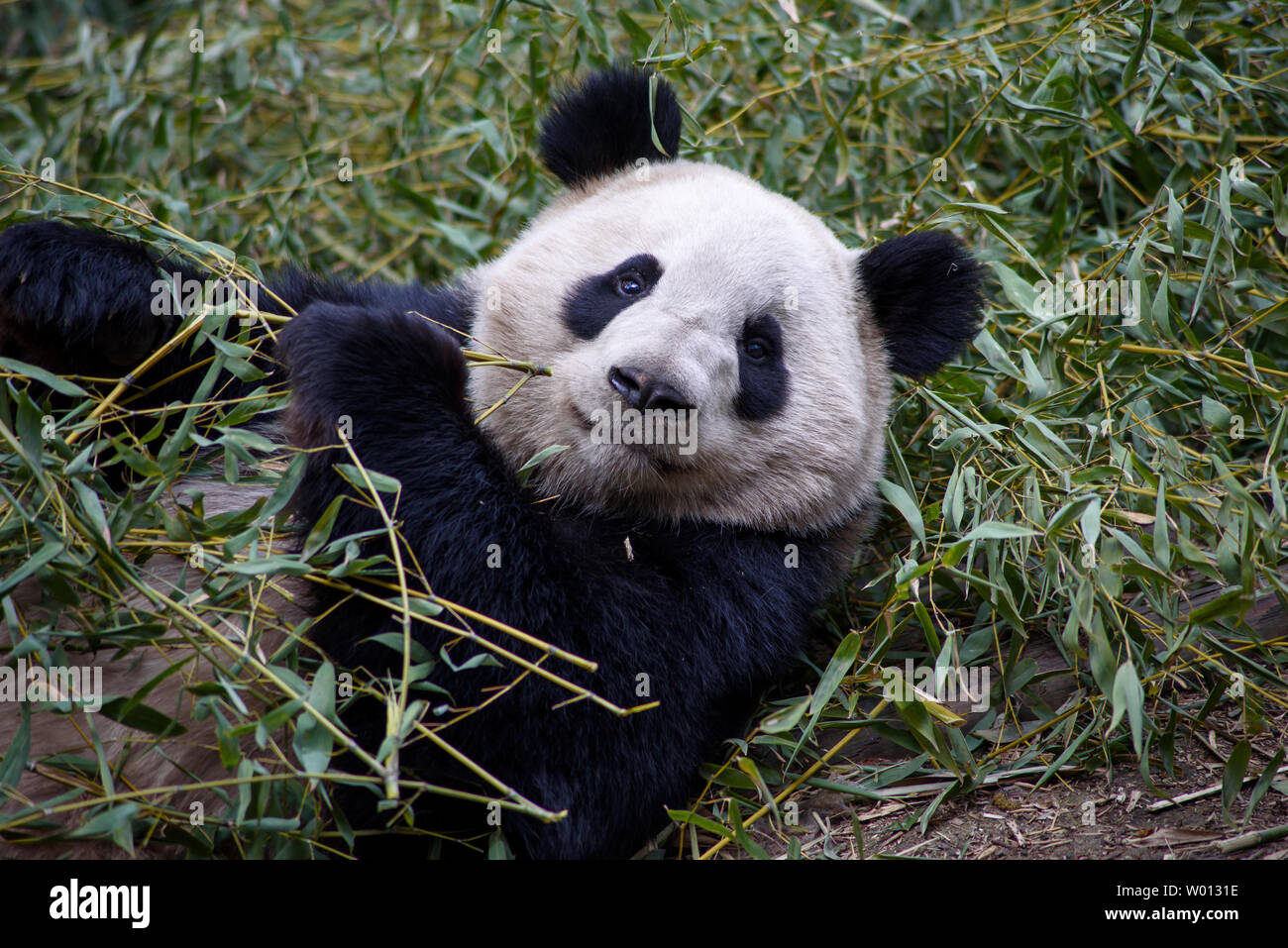 Giant pandas are eating bamboo Stock Photo - Alamy