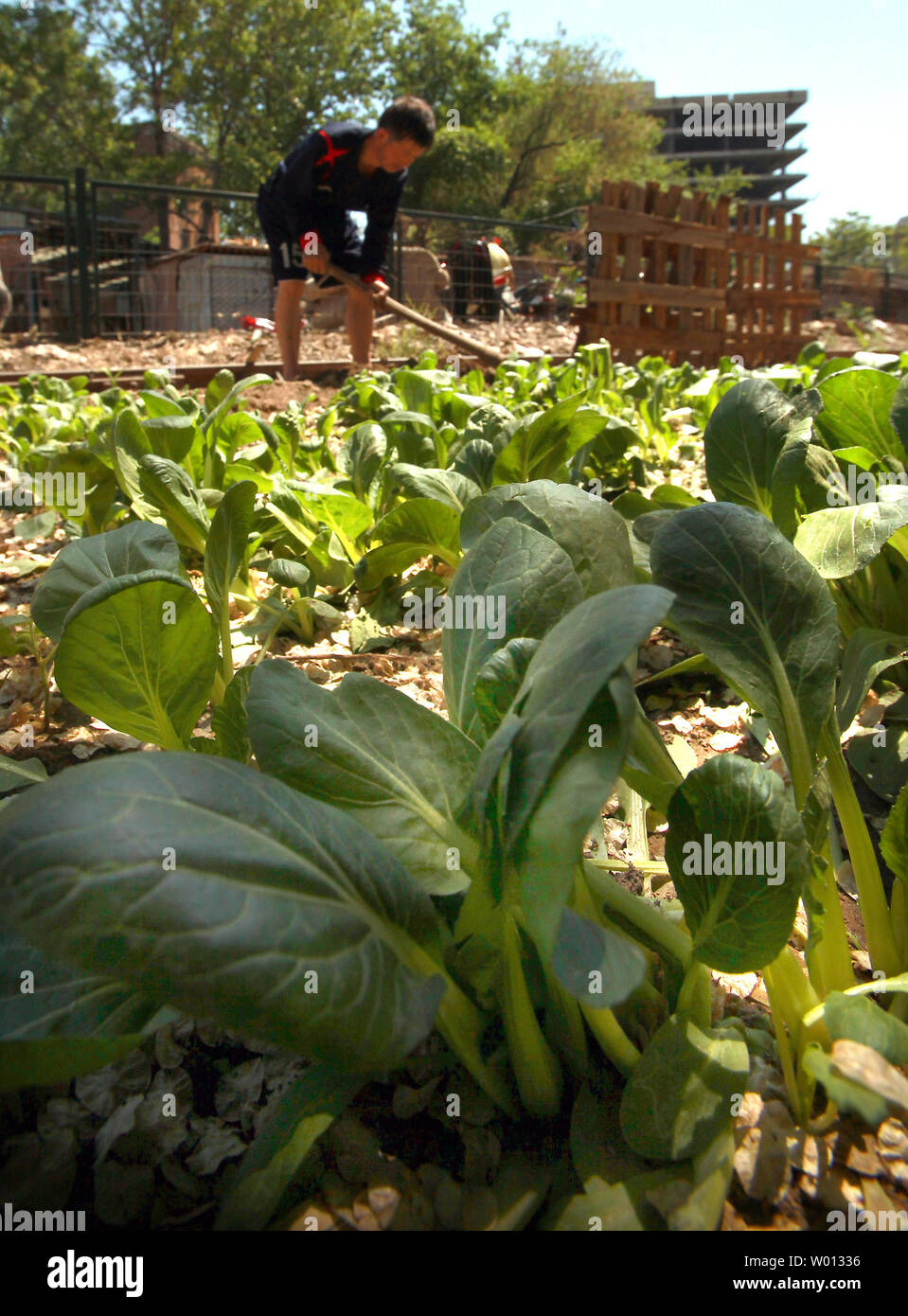 A Chinese farmer works on his small vegetable garden in Beijing on May ...