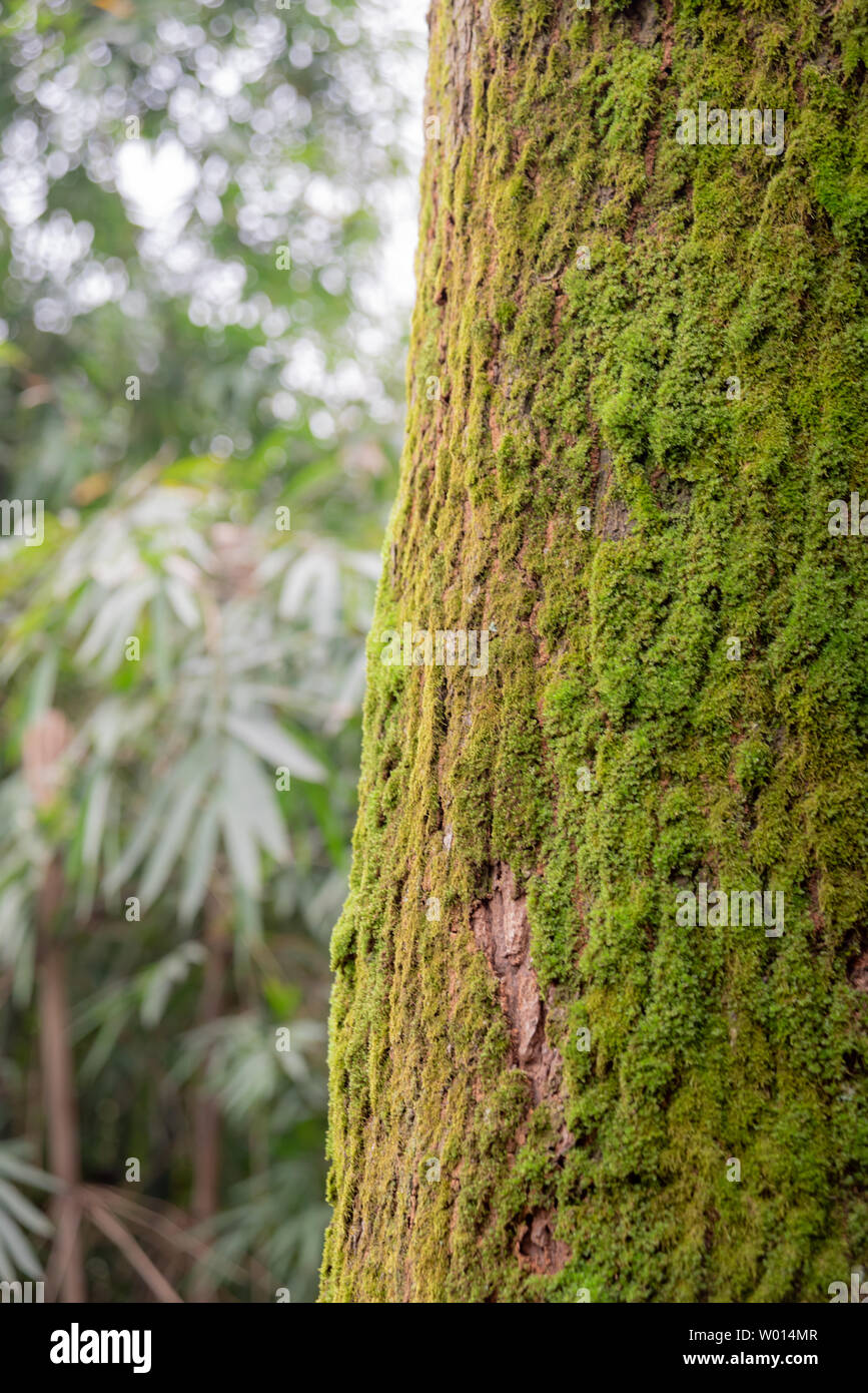 Moss and climbing vines on the trunks of primitive forest trees Stock ...