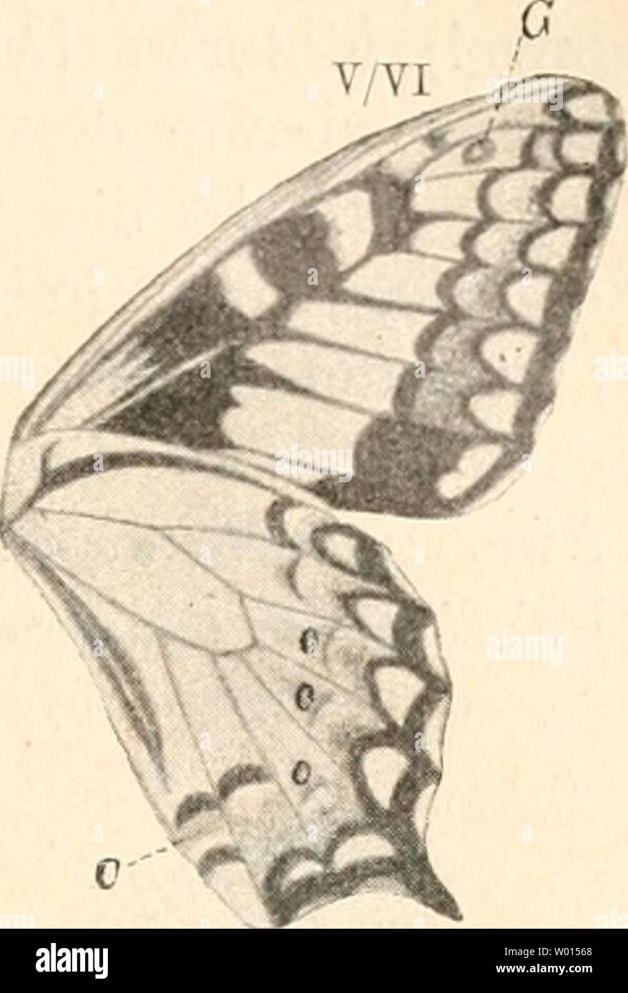 Orthogenesis hi-res stock photography and images - Alamy