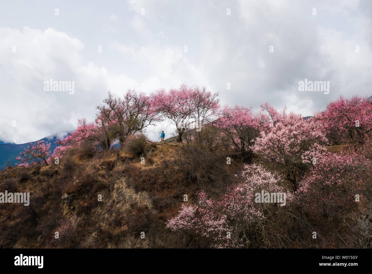 chinji peach blossom Stock Photo - Alamy