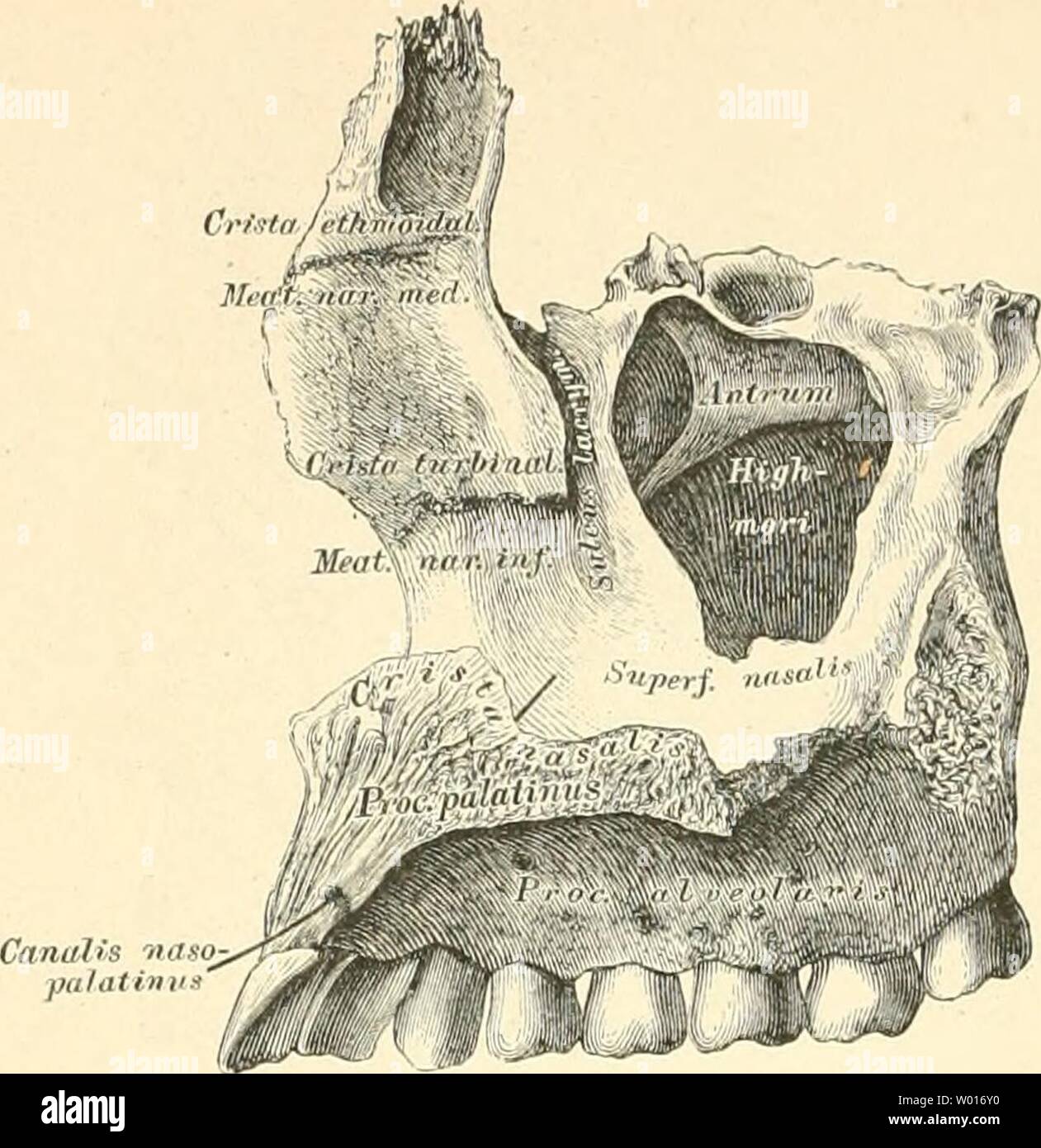 Grosse anatomie hi-res stock photography and images - Alamy