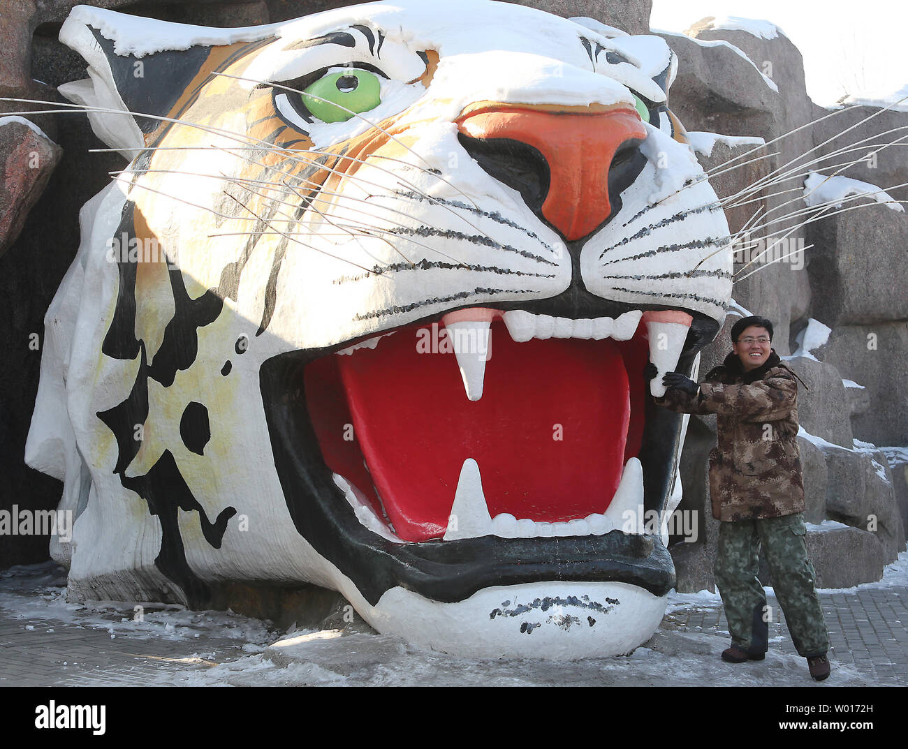 Tourists visit and feed Siberian tigers at the Siberian Tiger Park in ...