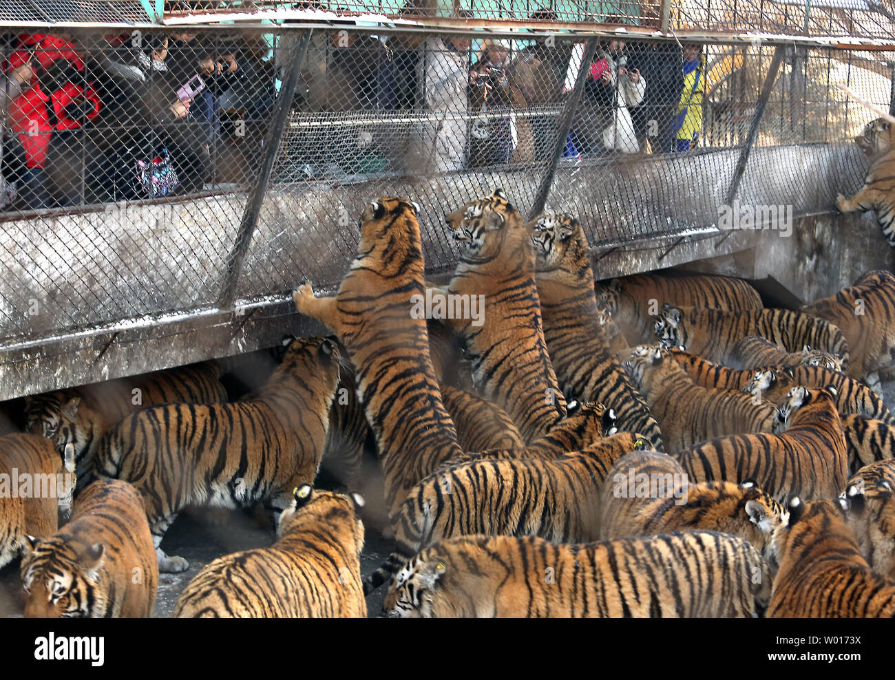 Tourists visit and feed Siberian tigers at the Siberian Tiger Park in ...