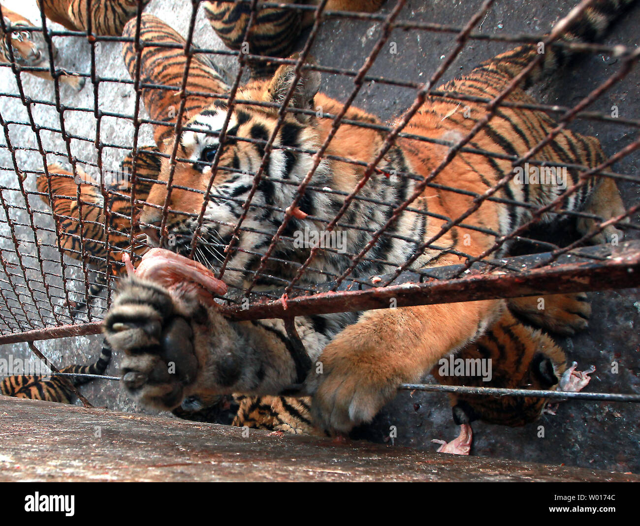 Tourists visit and feed Siberian tigers at the Siberian Tiger Park in ...