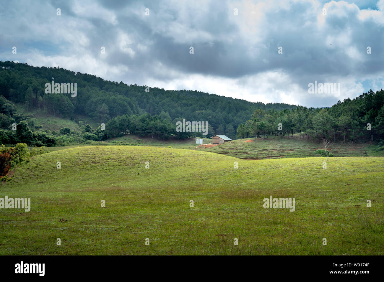 Beautiful summer landscape of mountainous terrain, flowering grass ...