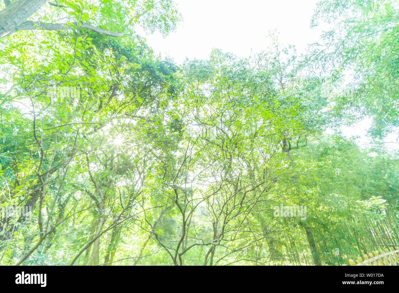 Morning light in the woods Stock Photo - Alamy