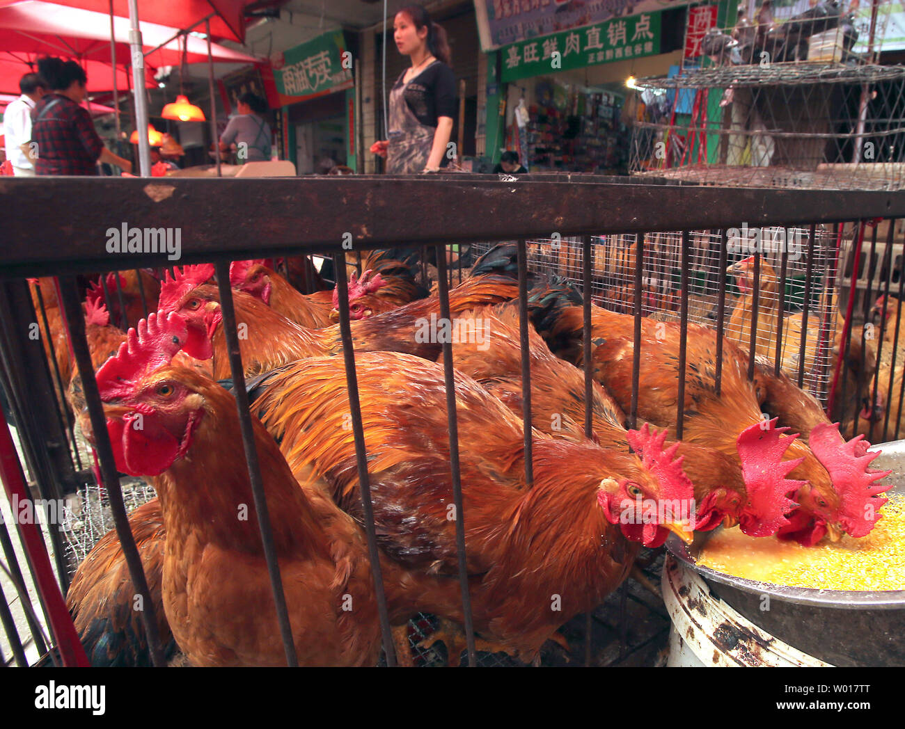 Live chickens held in cages are for sale at a market in Guiyang, the ...