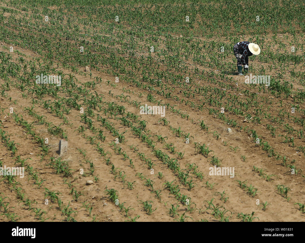 A Chinese woman works on a farm north of Beijing on June 10, 2015 ...