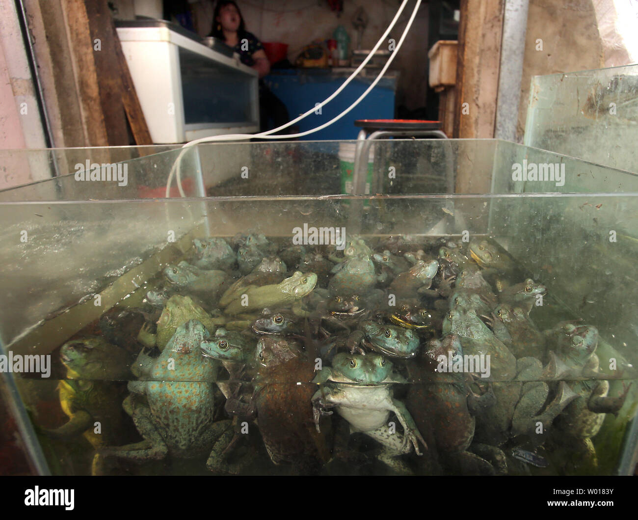 Large bull frogs float in a tank outside a shop at a local food market ...