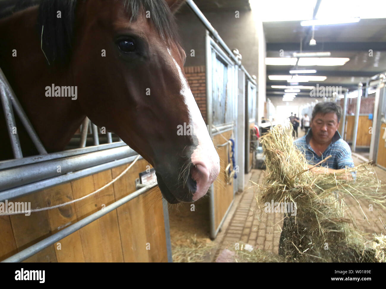 A Chinese stable hand delivers hay to horse stalls during the First ...