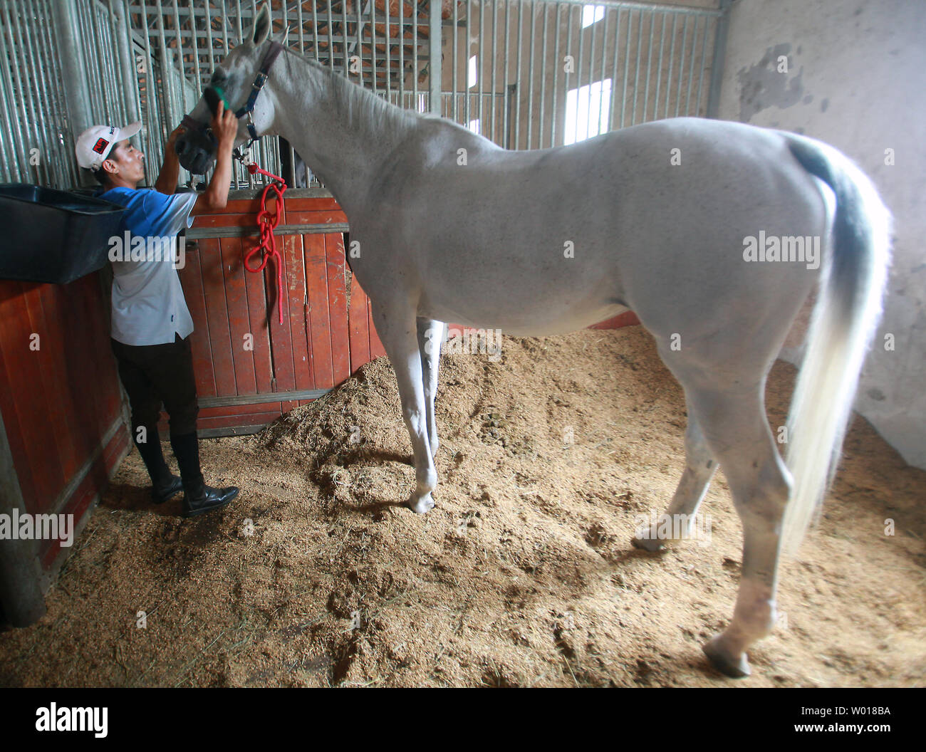 A Chinese stable hand cleans a horse during the First China Show ...