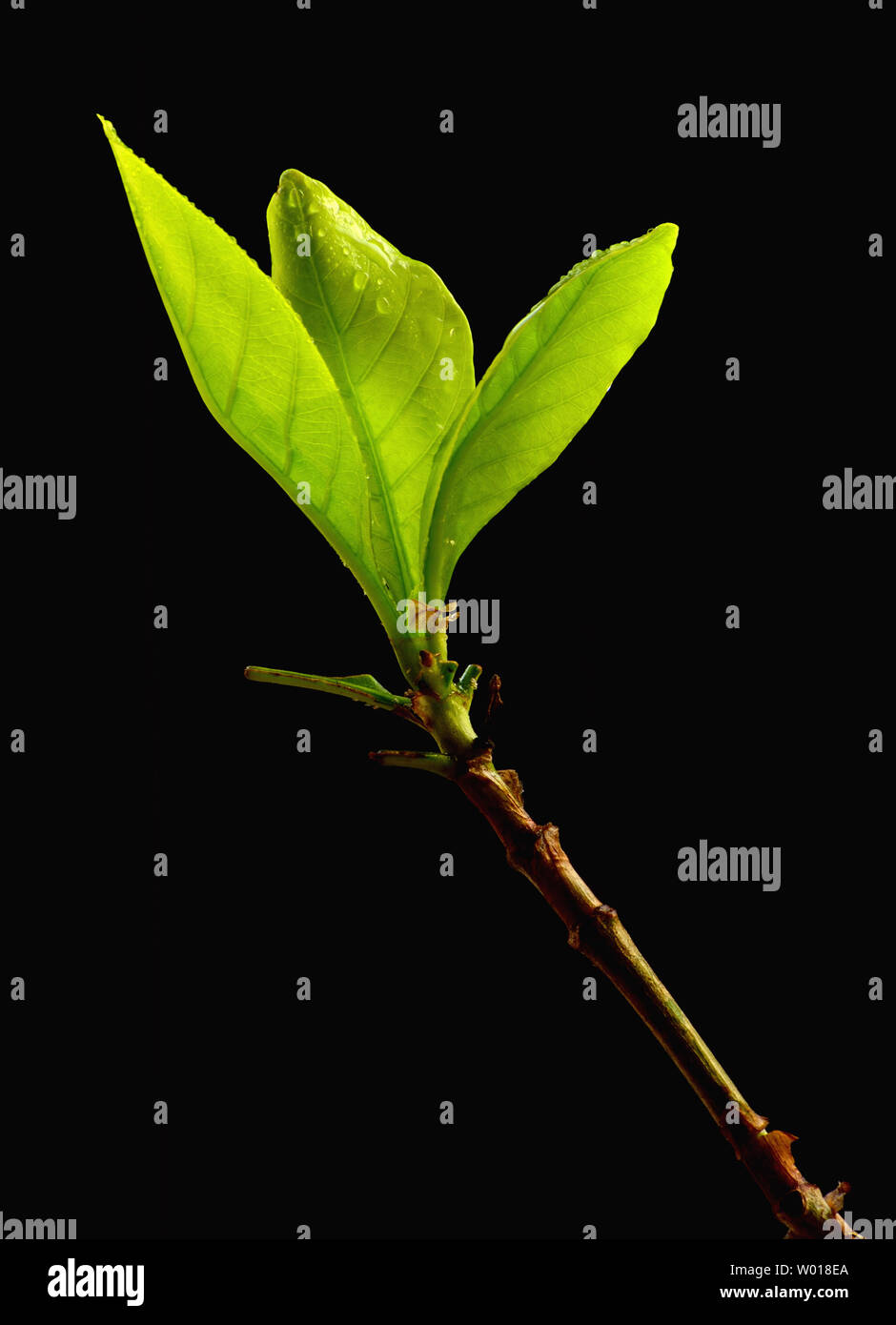 Spherical buds hi-res stock photography and images - Alamy